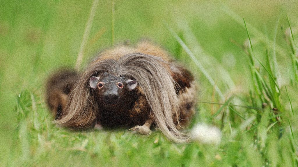 Wild Haggis safari: observing an elusive creature in the Scottish ...